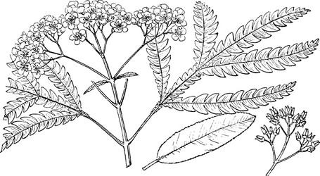 Calyx Vector Images (over 250)