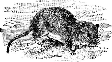 Rat Engraving Vector Images (over 280)