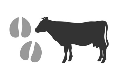 Cow Footprints