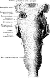 Muscles of the pharynx vintage Royalty Free Vector Image