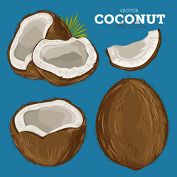 Coconut isolated Royalty Free Vector Image - VectorStock