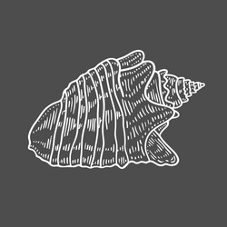 Engraving of spiral seashell Royalty Free Vector Image