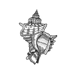 Engraving of spiral seashell Royalty Free Vector Image