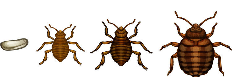 Bug Life Cycle Vector Images (over 370)