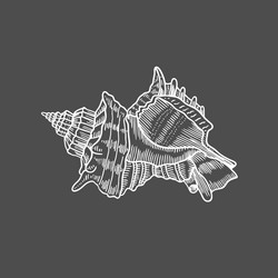 Engraving of spiral seashell Royalty Free Vector Image
