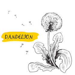 Dandelion Vector Images (over 12,000)