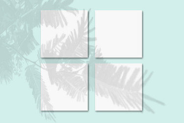 Tui Vector Images (over 120)