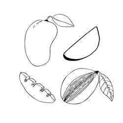 Mango Shape Drawing Vector Images (over 110)