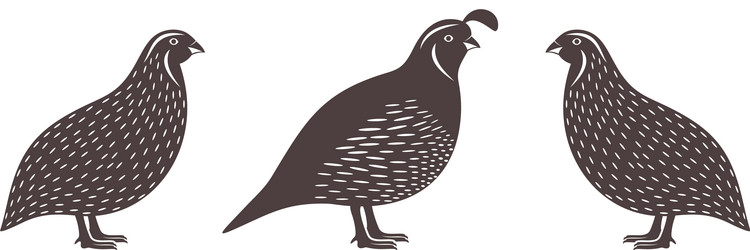 Quail eggs Royalty Free Vector Image - VectorStock