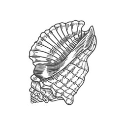 Engraving of spiral seashell Royalty Free Vector Image