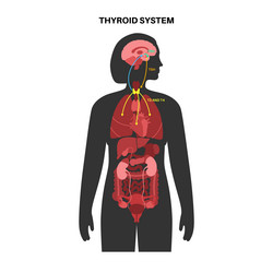 Thyroid Hormone System Diagram Royalty Free Vector Image