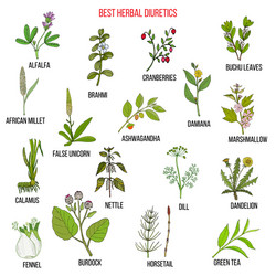 Diuretics Vector Images (over 100)