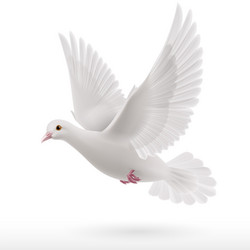 White dove Royalty Free Vector Image - VectorStock