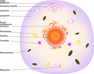 Cell Vector Images (over 370,000)