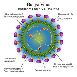 Diagram of hepatitis b virus particle structure Vector Image