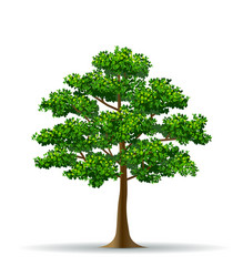 Tree on open book Royalty Free Vector Image - VectorStock
