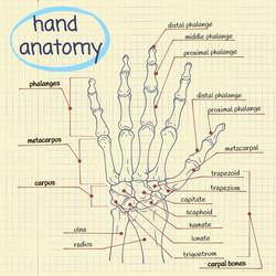 Hand surface anatomy Royalty Free Vector Image