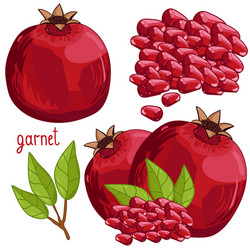 Pomegranate isolated composition Royalty Free Vector Image