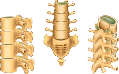Anatomy sacrum and lumbar vertebrae Royalty Free Vector