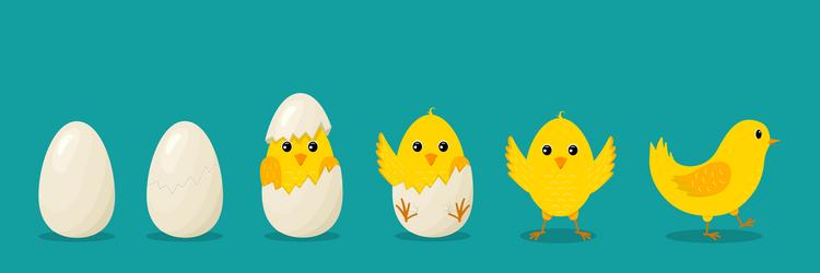 Chick hatch animation from egg Royalty Free Vector Image