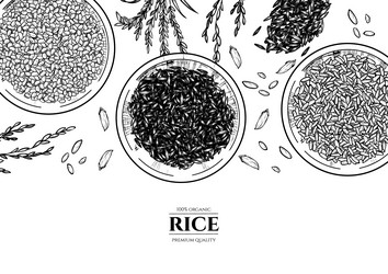 Frame with rice hand drawn vintage style Vector Image