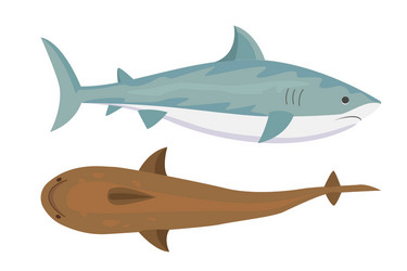 Great white shark smiling Royalty Free Vector Image