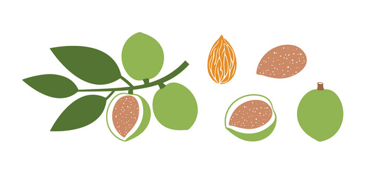 Almond pattern Royalty Free Vector Image - VectorStock