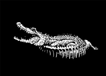 Gator Skull Vector Images (27)