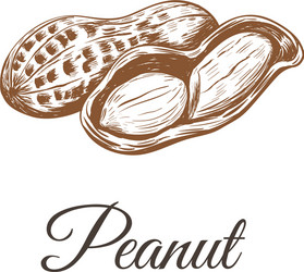 Line Drawing Peanuts Peanut Food Vector Images (over 500)