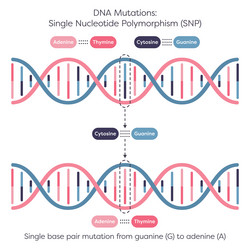 Dna deletion point mutation Royalty Free Vector Image