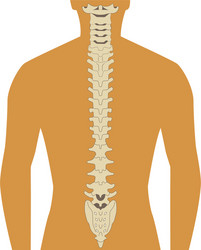 Spine Vector Images (over 22,000)
