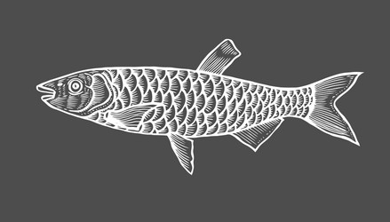 Cod Fish Scales Vector Images (over 110)
