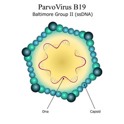 Diagram of hepatitis b virus particle structure Vector Image