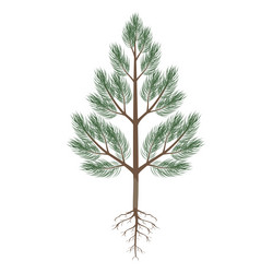 A growth cycle of scots pine tree Royalty Free Vector Image