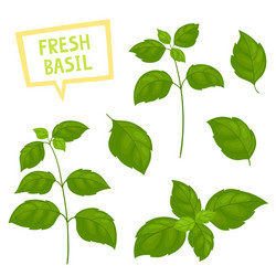 Cartoon basil plants in pot isolated on white Vector Image