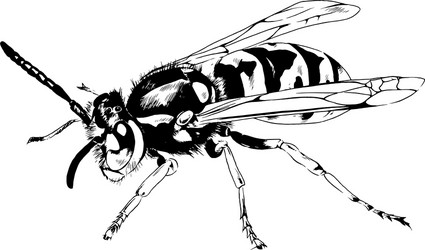 Sting Vector Images (over 14,000)