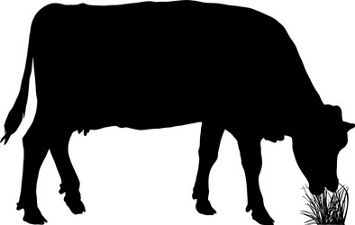 A cow is eating grass on white background farm Vector Image