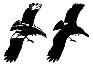 Bird Flying Top View Vector Images (over 130)