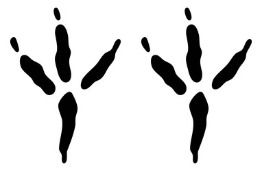 Mouse Foot Print Vector Images (over 290)