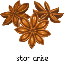 Anise stars isolated on white background Vector Image