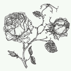 Rose Engraving Vector Images (over 7,700)