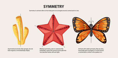 Bilateral Symmetry Butterfly