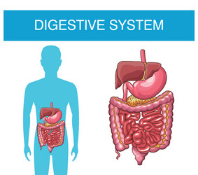 Human digestive system Royalty Free Vector Image