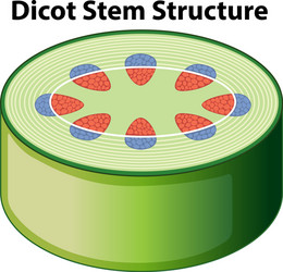 Dicot Root Model Labeled