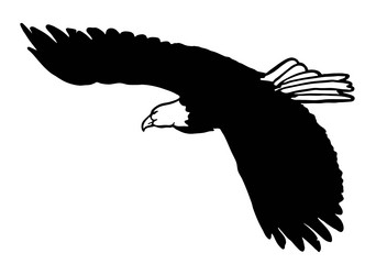 Eagle Top View Vector Images (36)