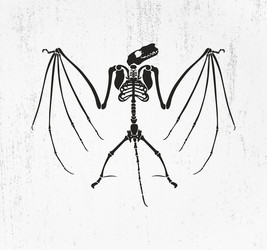 Bat Skeleton Vector Images (over 3,800)