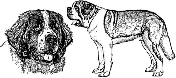 Saint Bernard Vector Images (over 360)