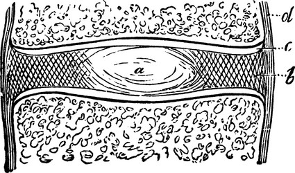 Articulation Vector Images (over 2,100)