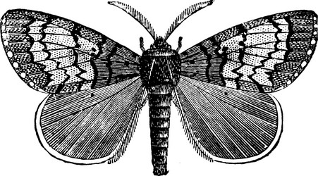 Moth Line Drawing Vector Images (over 1,600)