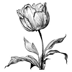 How To Draw A Realistic Tulip